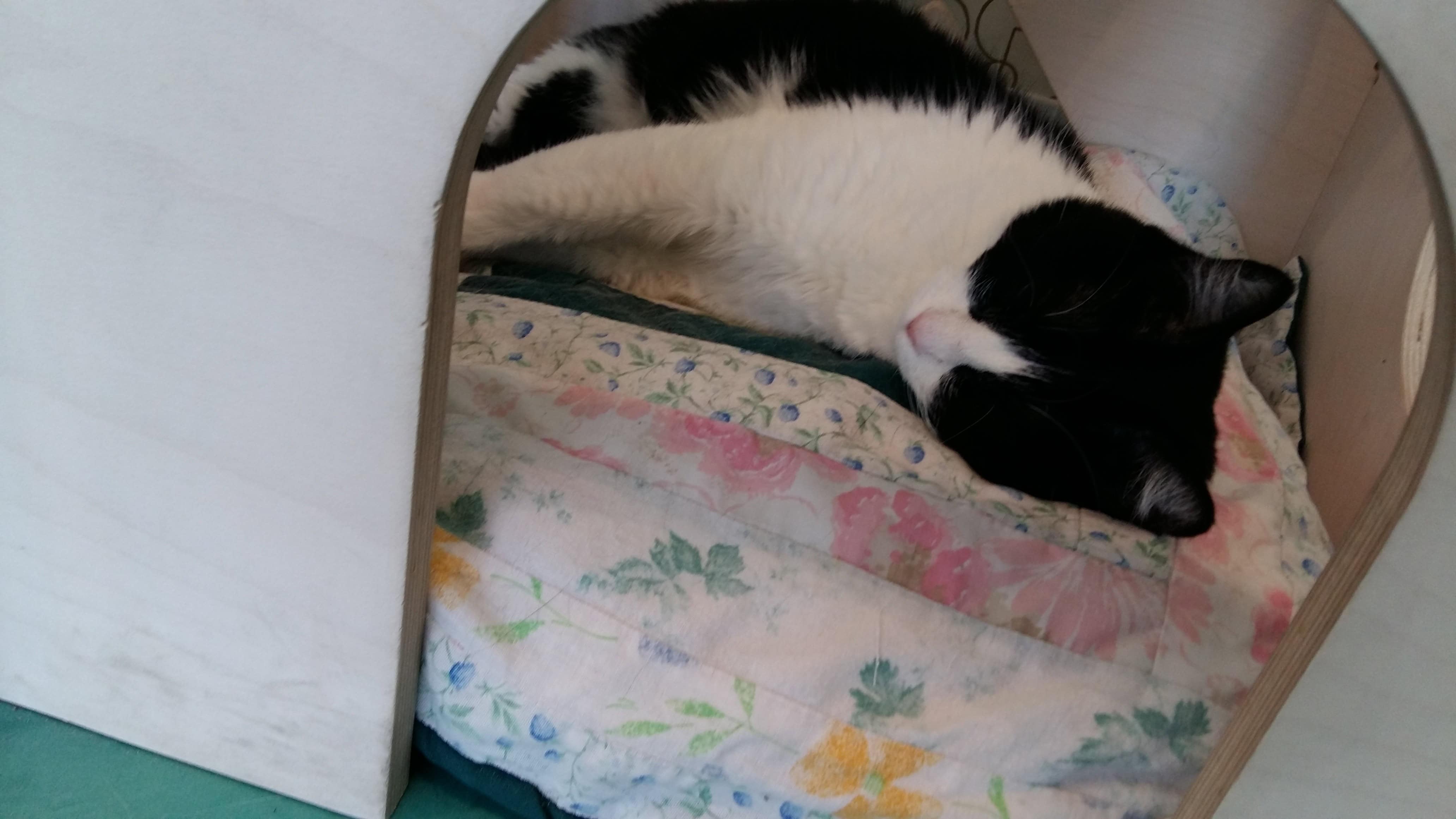 PAWSOME TIMES AT THE REGAL CAT CAFE Joey Is A Traveler pawsome-times-at-the-regal-cat-cafe-joey-is-a-traveler